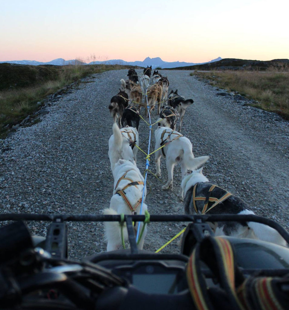 Northern Lights Husky Sledding On Wheels - Active Tromso
